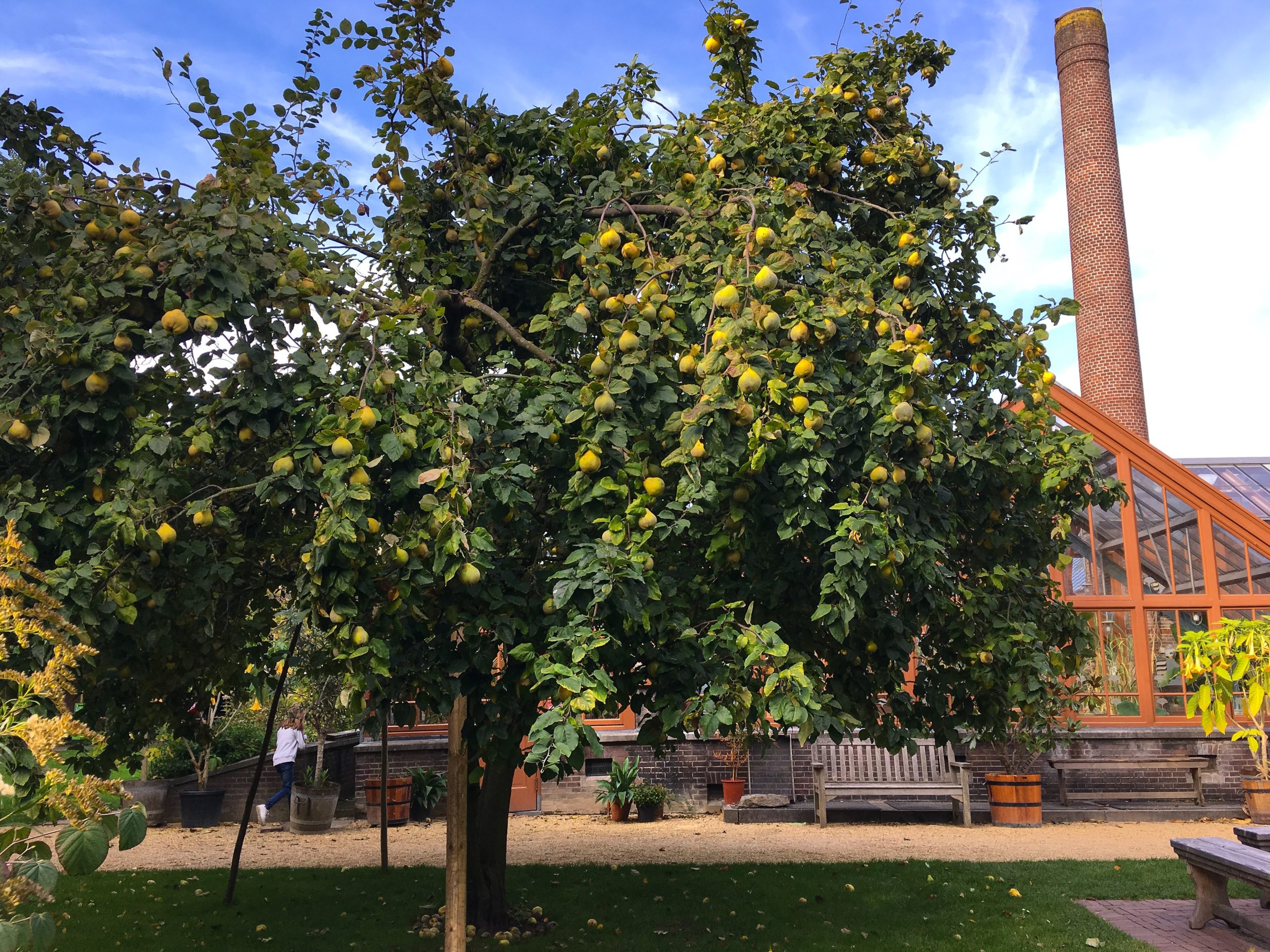 Kweeperenboom - UMU - Universiteitsmuseum Utrecht