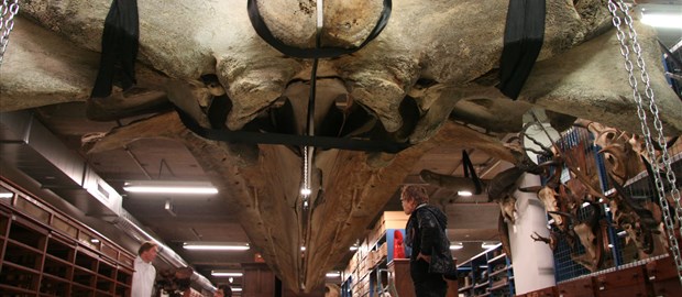Walvisskelet - UMU - Universiteitsmuseum Utrecht - Lees meer over dit ...