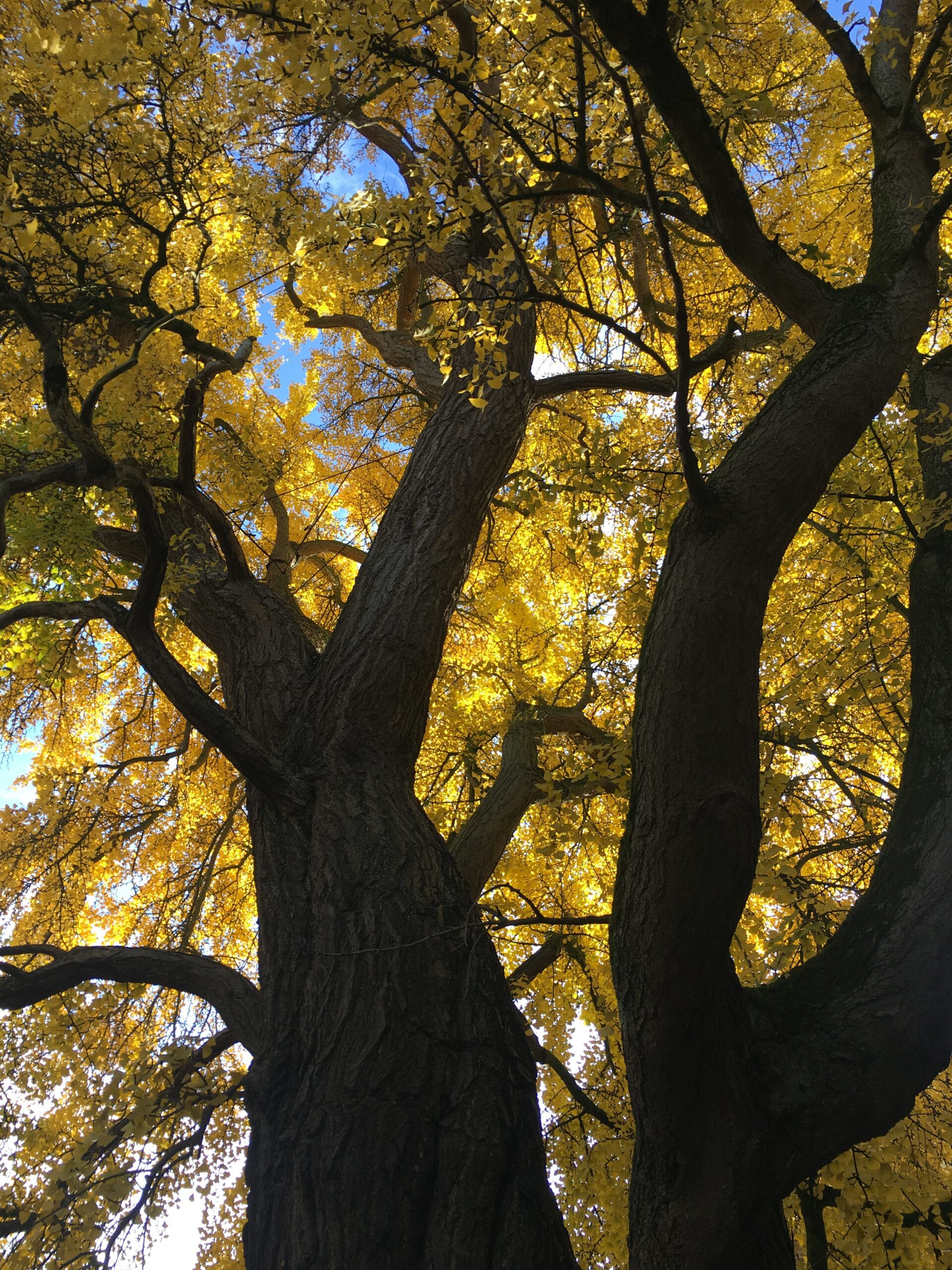 Ginkgo biloba - UMU - Universiteitsmuseum Utrecht