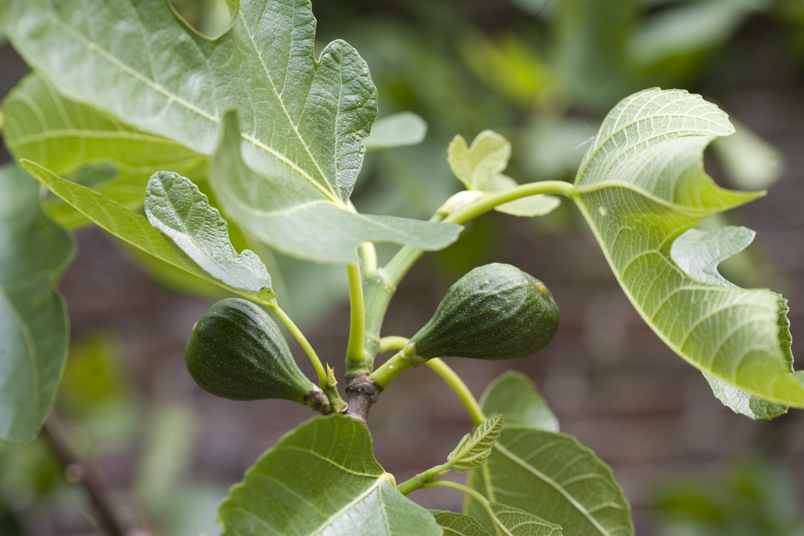 De Vijg - UMU - Universiteitsmuseum Utrecht - Vijgenboom in de hortus