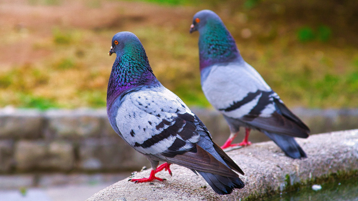 Sámenleven met stadsduiven, praat je mee? - UMU - Universiteitsmuseum ...